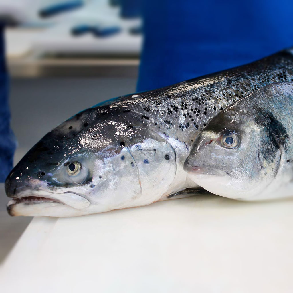 Jutta Schwan Fischhandel – Frischer Fisch!